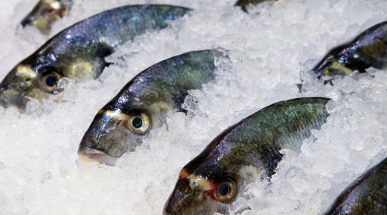 Which countries import most Ukrainian fish? (infographic) - НОВИНИ ...