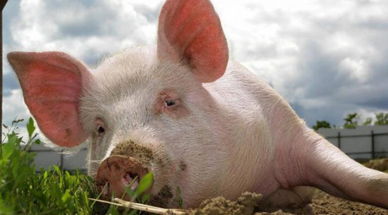 The ASF: One out of five pigs in the world suffers from the dangerous ...
