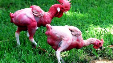 Bald Chickens: Israeli Scientists Created a New Breed - НОВИНИ ...