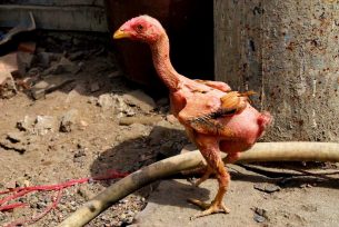 Bald Chickens: Israeli Scientists Created a New Breed - НОВИНИ ...